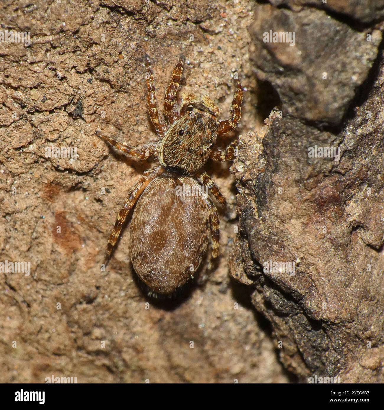 Jumping Spiders (Salticidae Stock Photo - Alamy