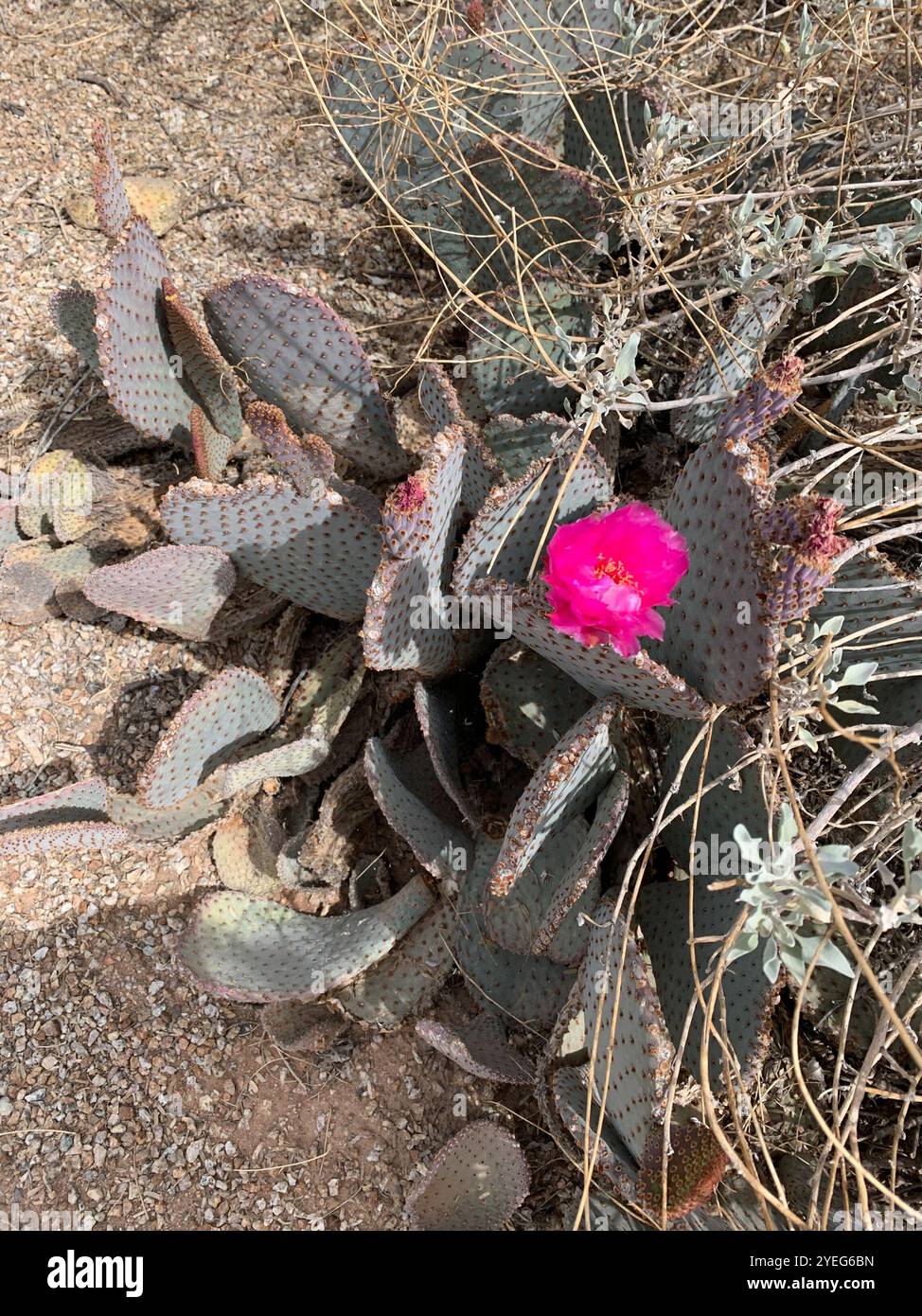 beavertail cactus (Opuntia basilaris basilaris Stock Photo - Alamy