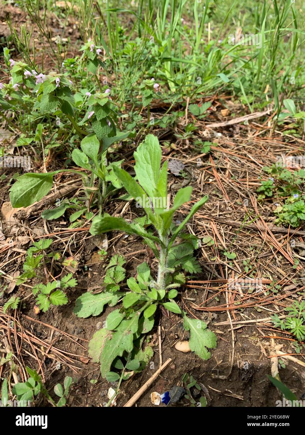 horseweed (Erigeron canadensis Stock Photo - Alamy