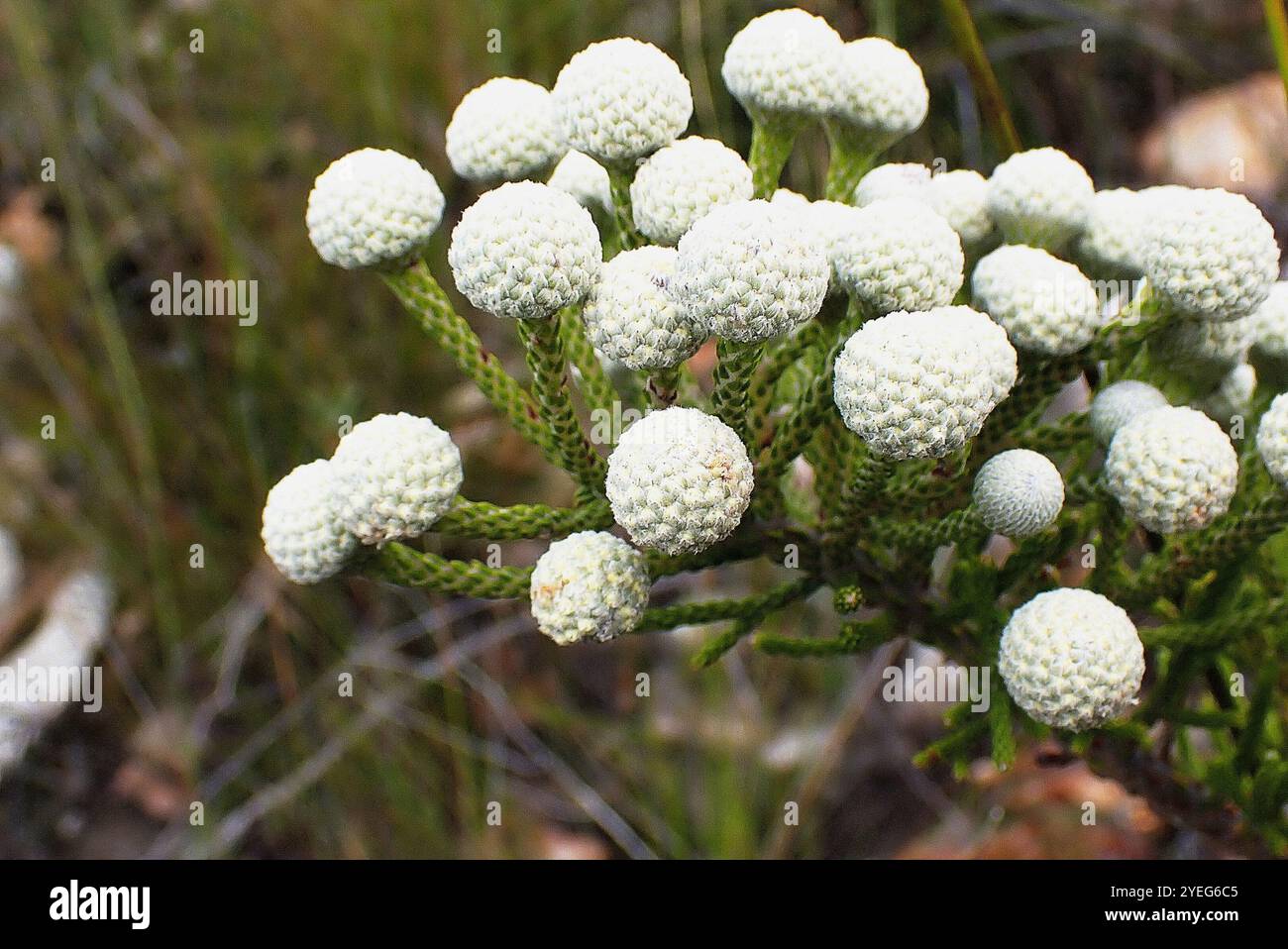 Cone Stompie (Brunia noduliflora Stock Photo - Alamy