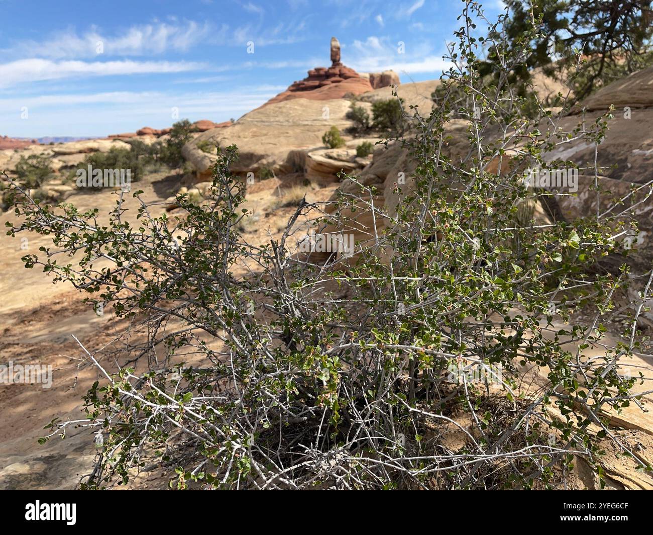 Alderleaf mountain mahogany hi-res stock photography and images - Alamy