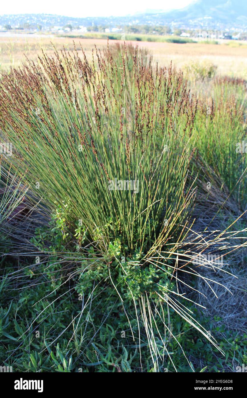 Cape Thatching Reed (Elegia tectorum Stock Photo - Alamy