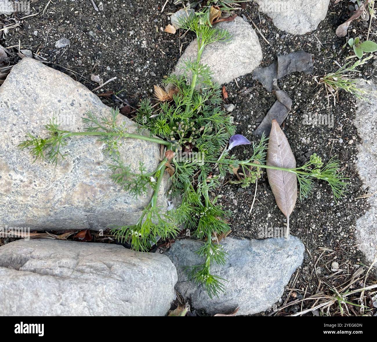 Leptophyllum hi-res stock photography and images - Alamy