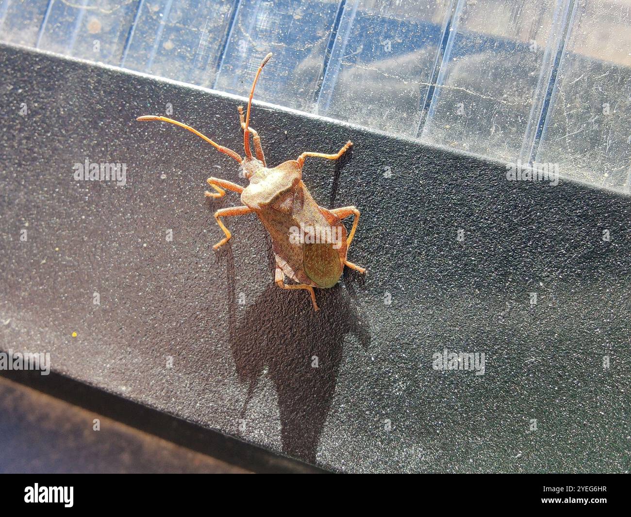 Dock Bug (Coreus marginatus Stock Photo - Alamy
