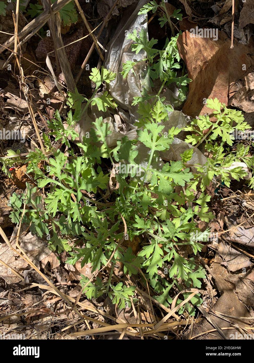 common mugwort (Artemisia vulgaris Stock Photo - Alamy