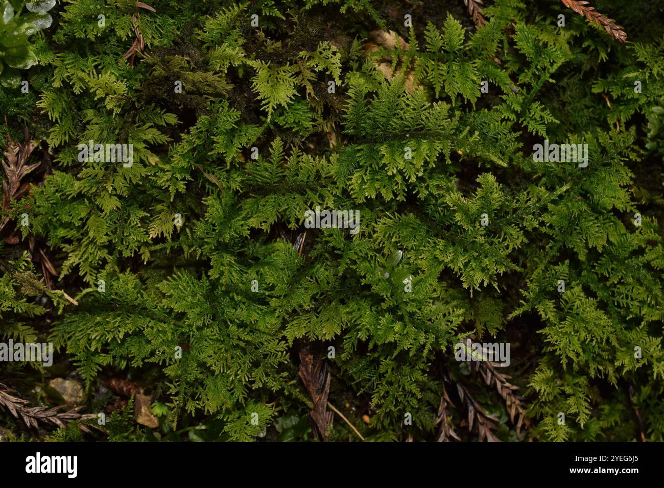 fern mosses (Thuidium Stock Photo - Alamy