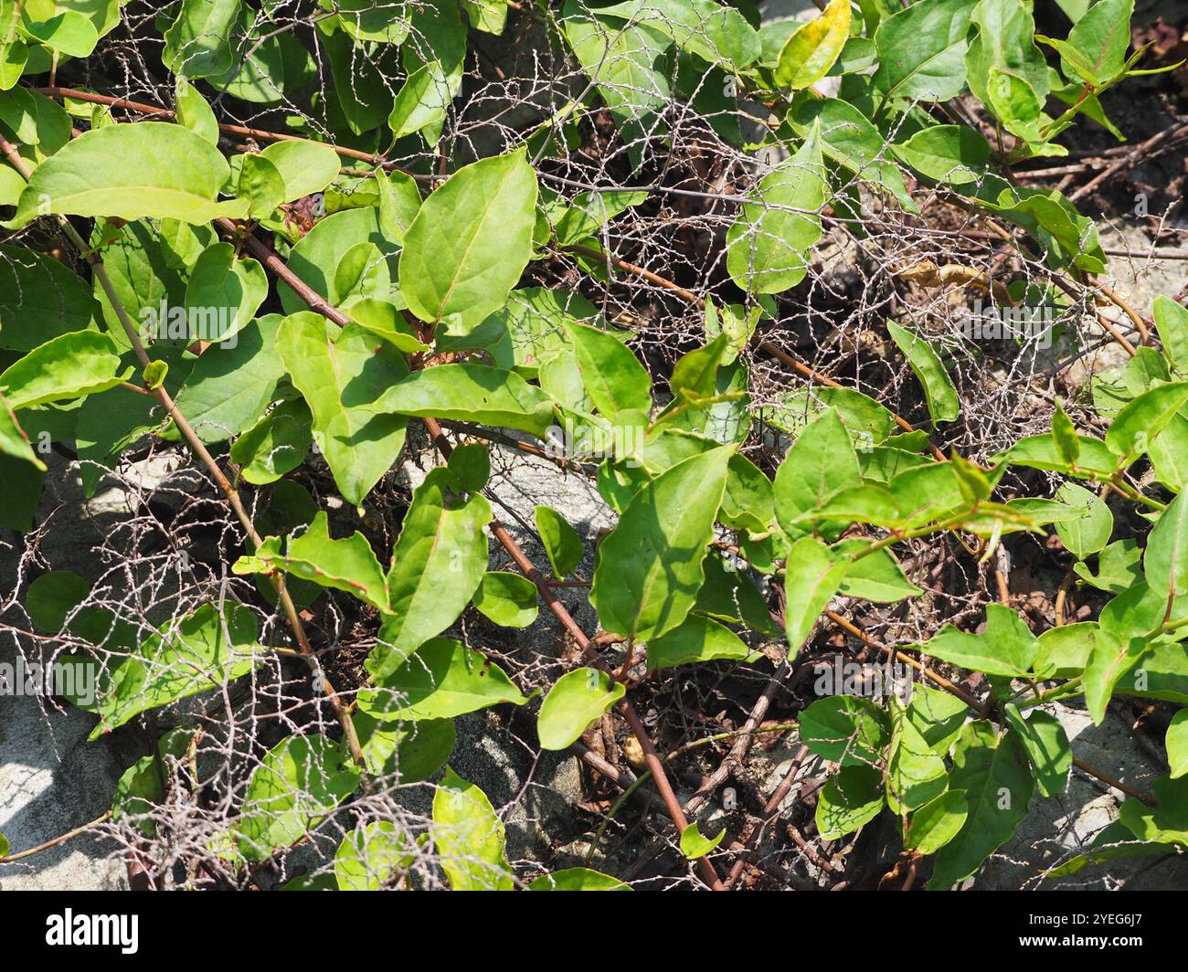 Reynoutria multiflora hi-res stock photography and images - Alamy