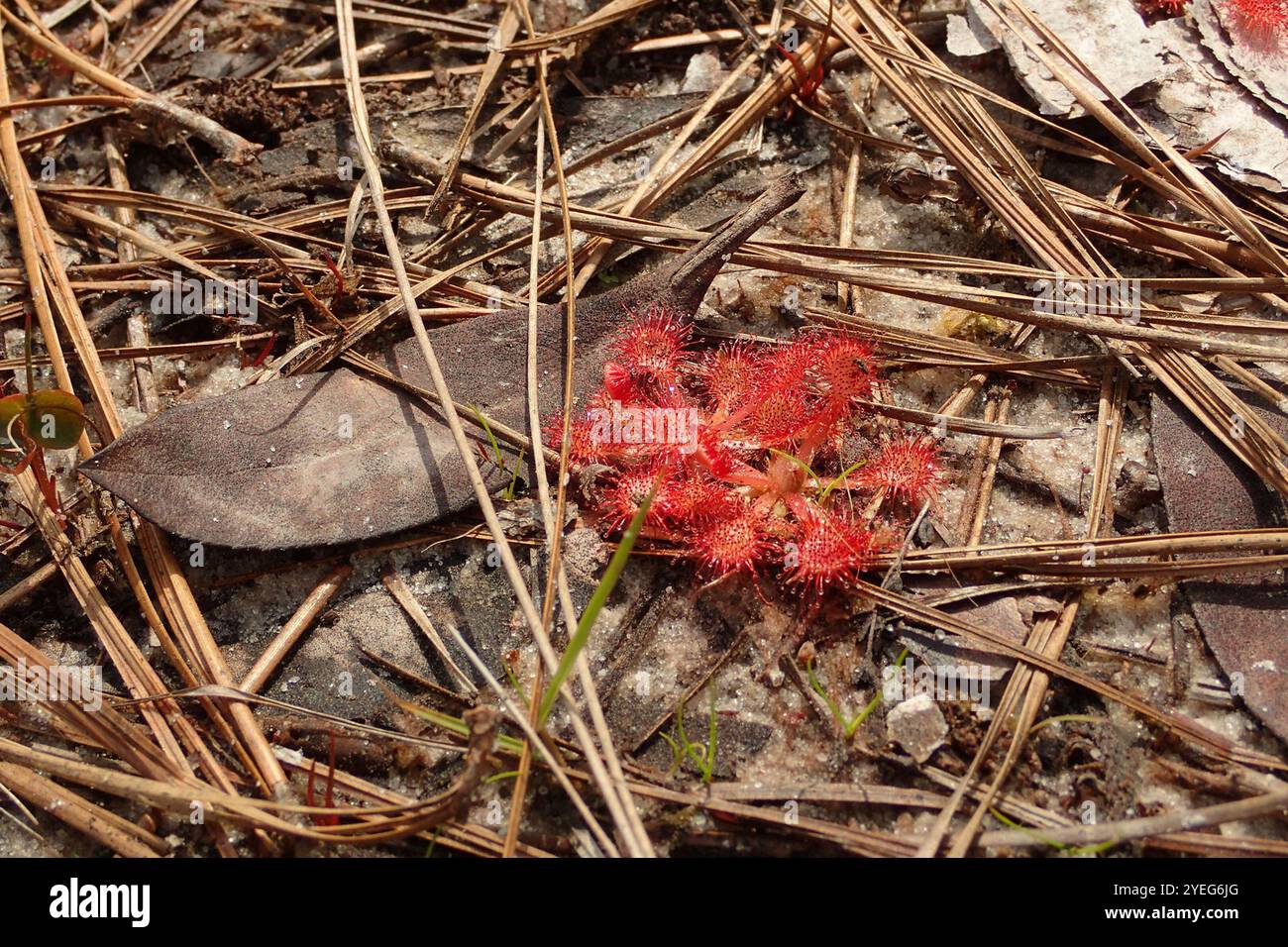 Pink Sundew (Drosera capillaris Stock Photo - Alamy