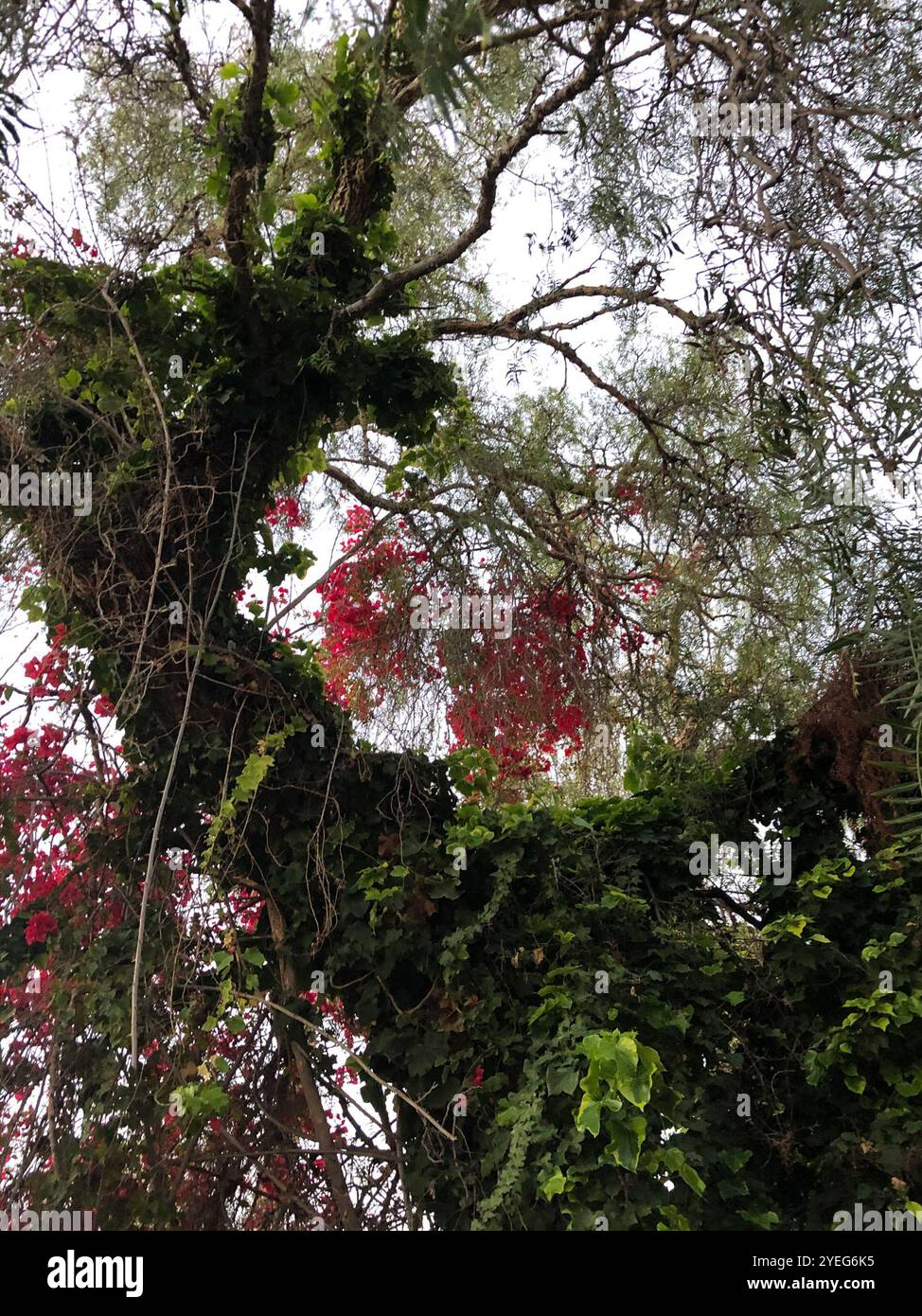 Peruvian Pepper Tree (Schinus molle Stock Photo - Alamy