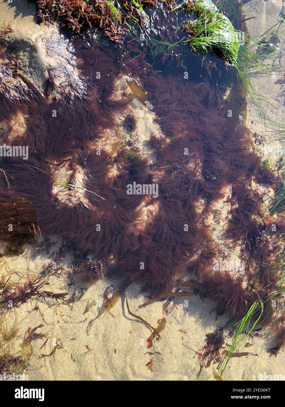 red algae (Rhodophyta Stock Photo - Alamy