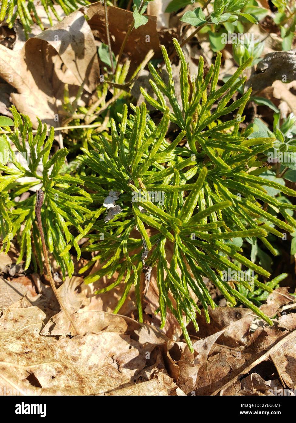 fan clubmoss (Diphasiastrum digitatum Stock Photo - Alamy