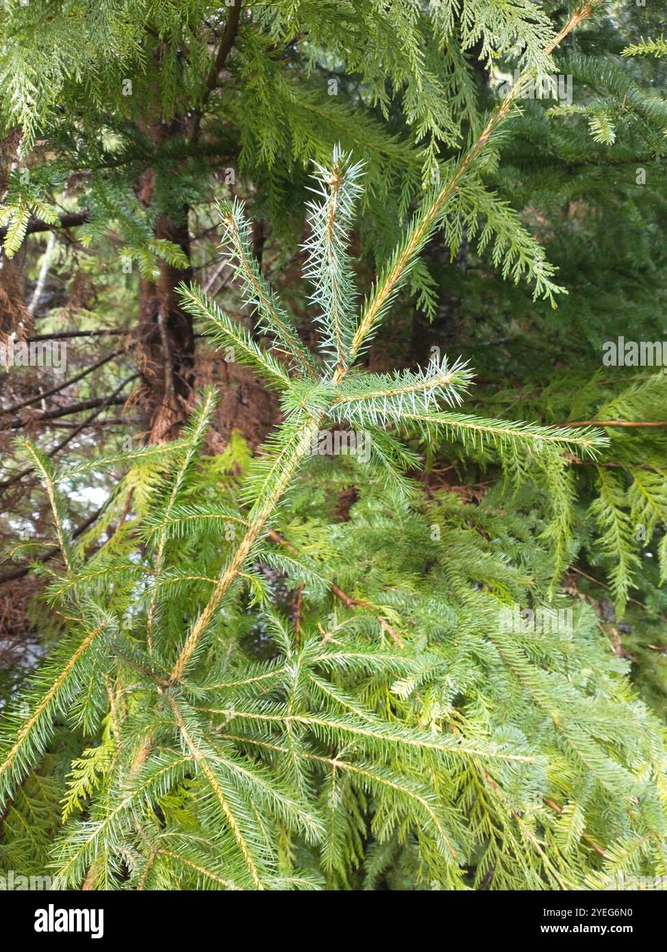 Sitka spruce (Picea sitchensis Stock Photo - Alamy