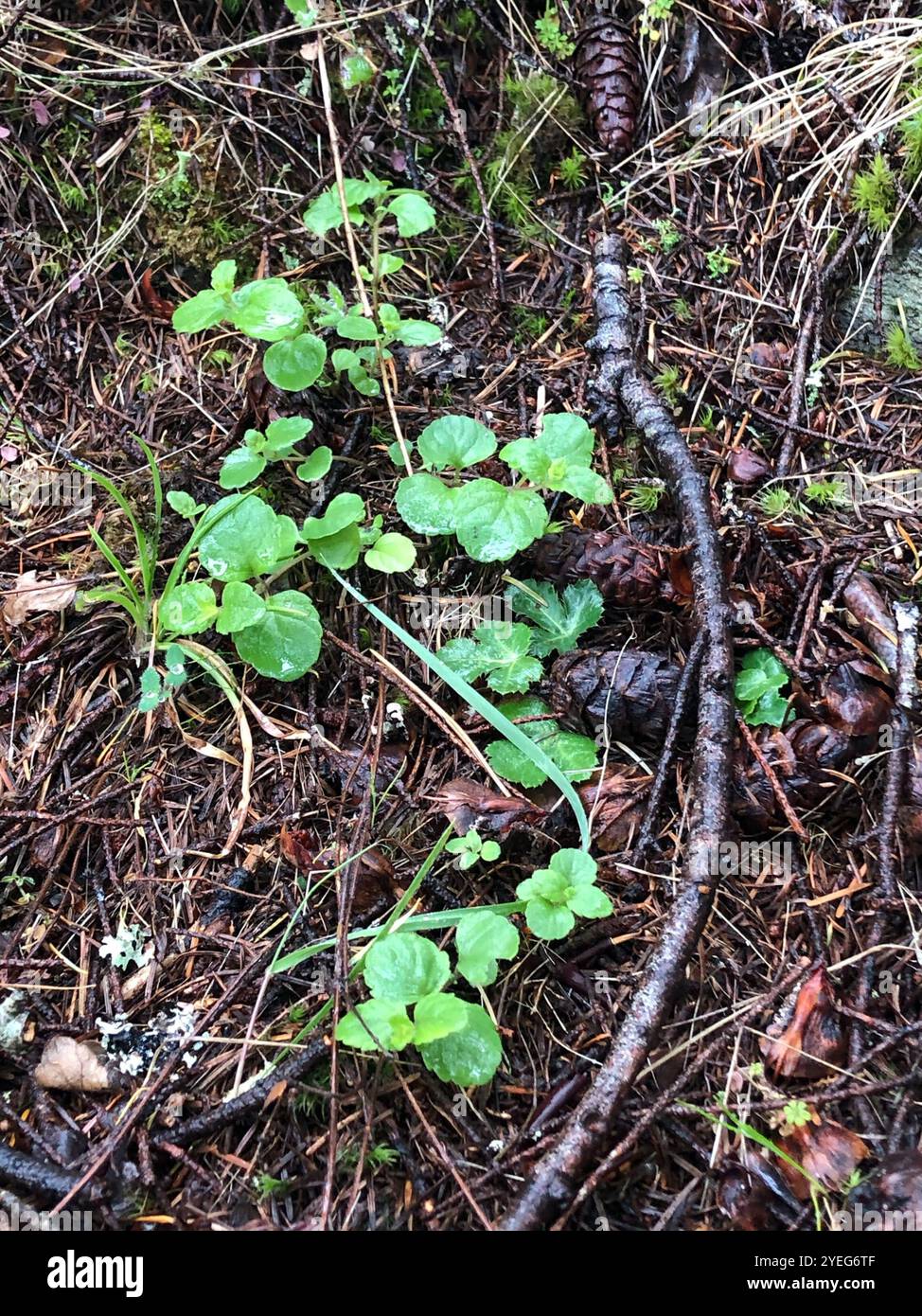 yerba buena (Clinopodium douglasii Stock Photo - Alamy