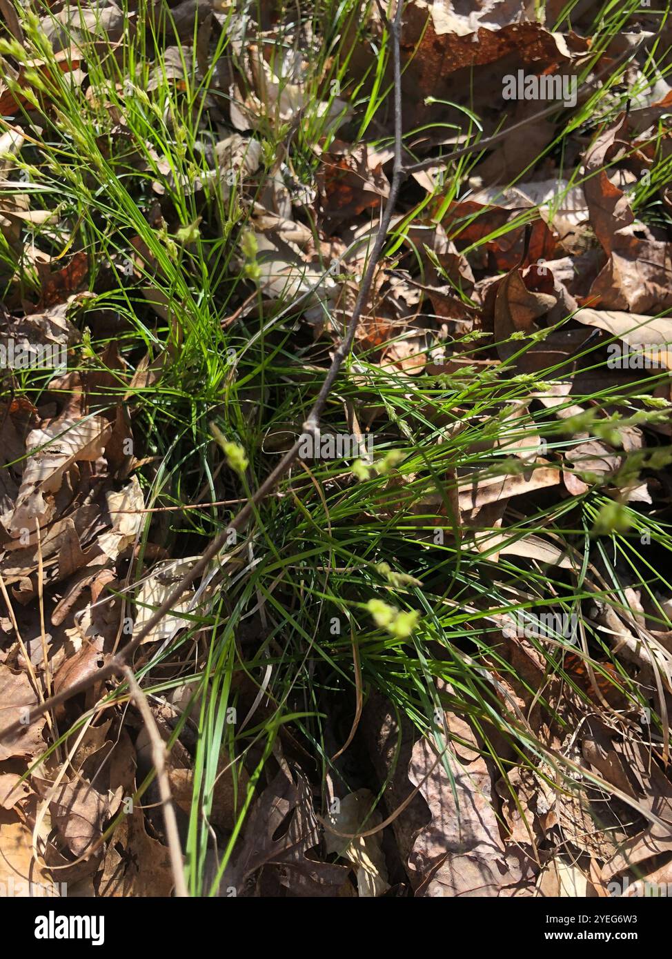 white-tinged sedge (Carex albicans Stock Photo - Alamy