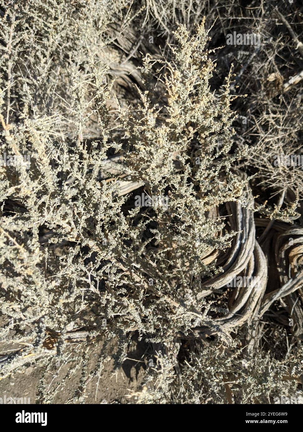 Saltbush cattle hi-res stock photography and images - Alamy