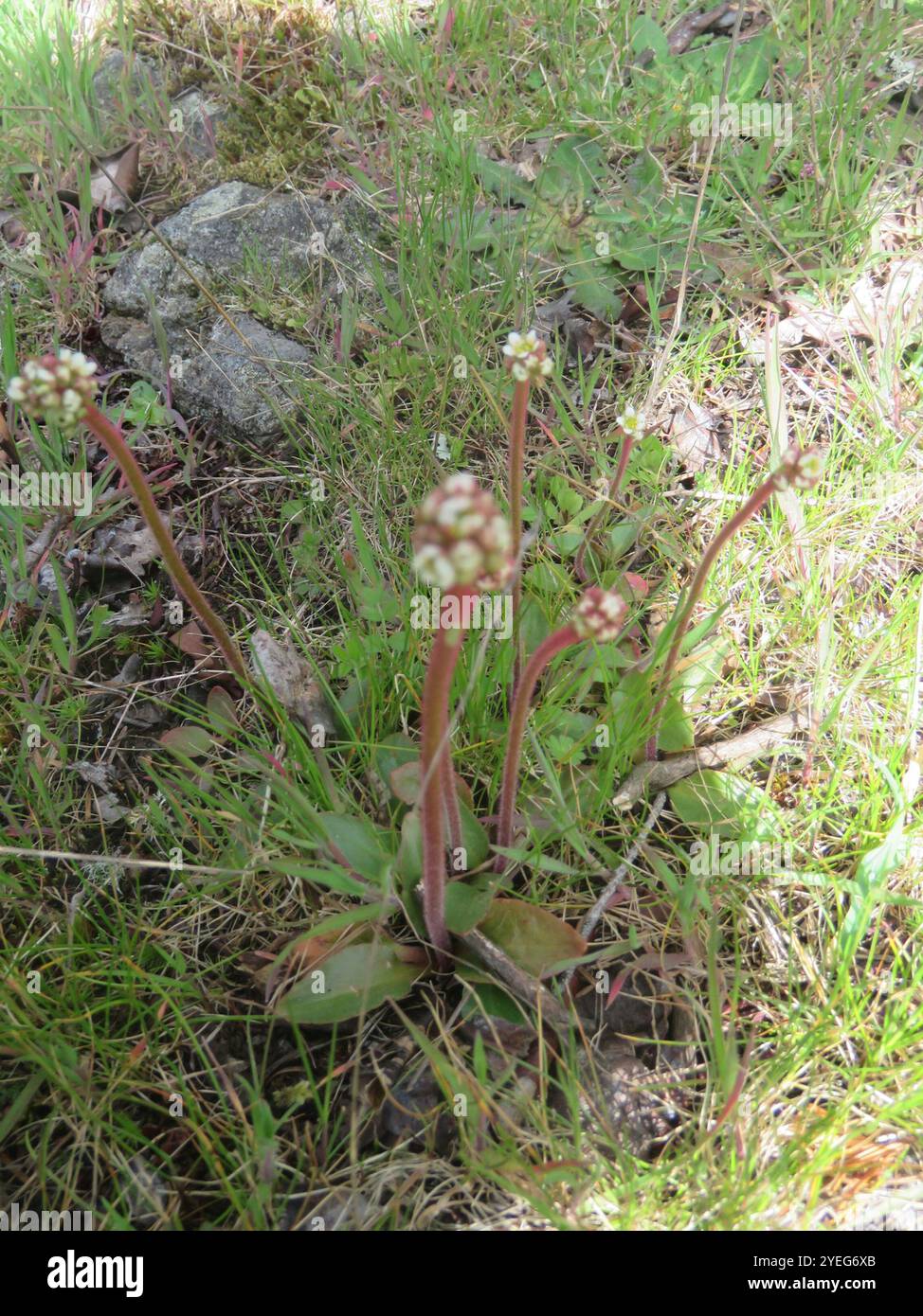 Wholeleaf Saxifrage (Micranthes integrifolia Stock Photo - Alamy
