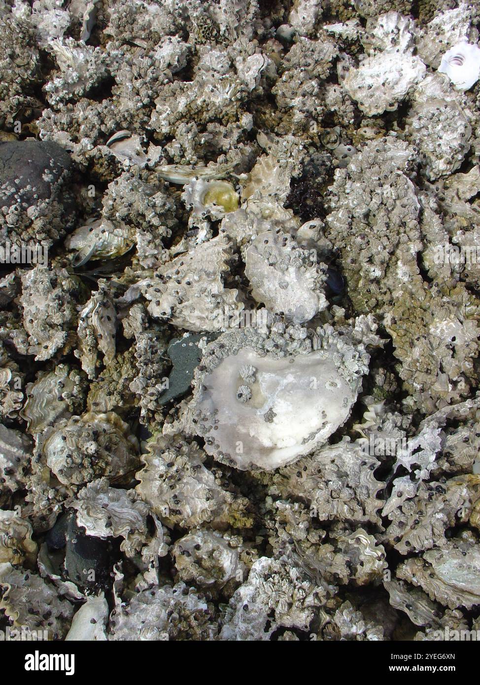 Pacific Oyster (Magallana gigas Stock Photo - Alamy
