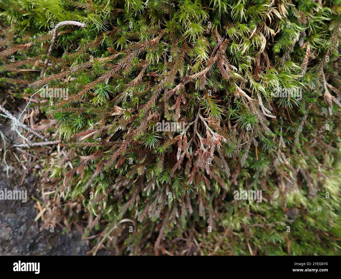 Wallace's spikemoss (Selaginella wallacei Stock Photo - Alamy