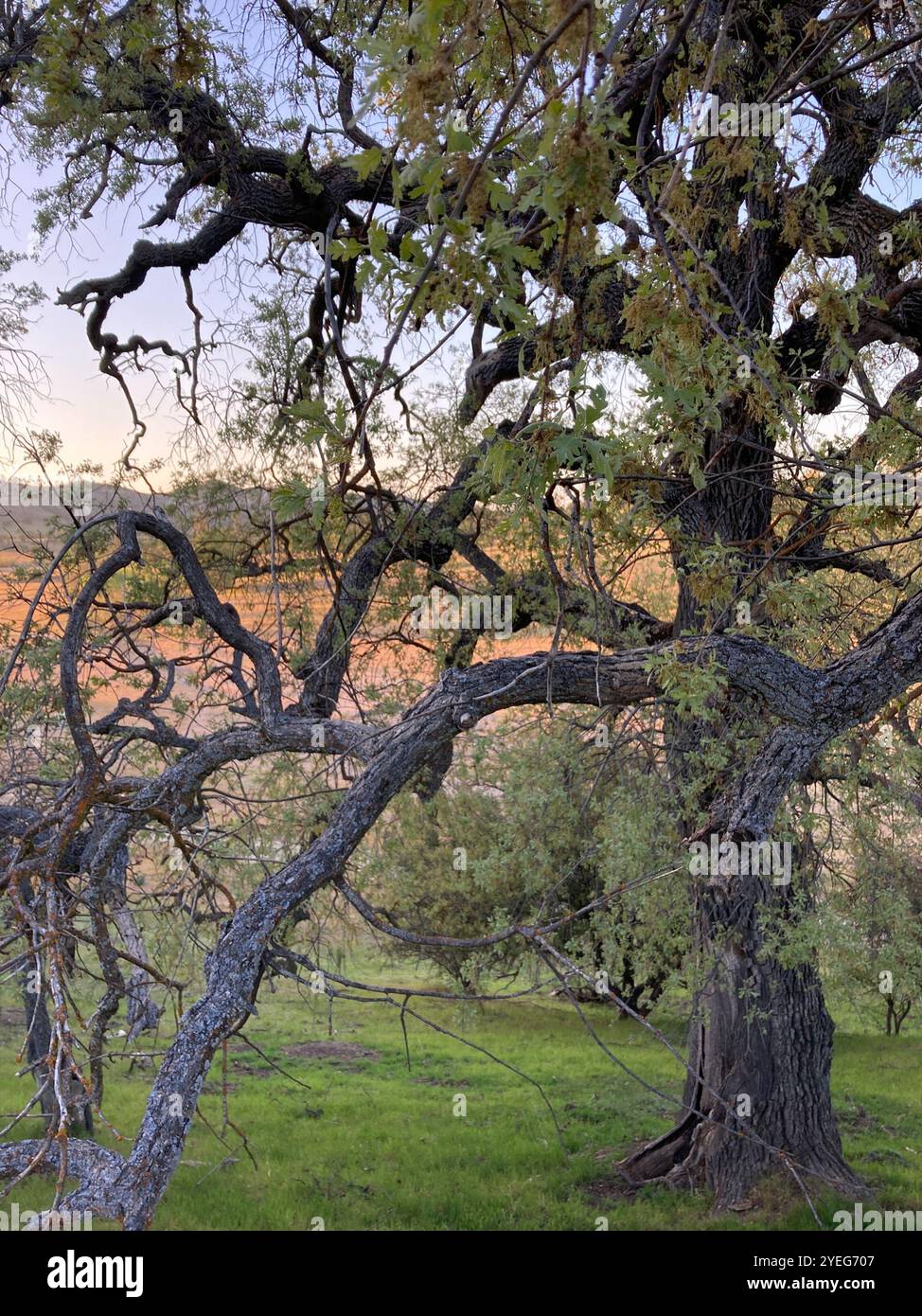 valley oak (Quercus lobata Stock Photo - Alamy