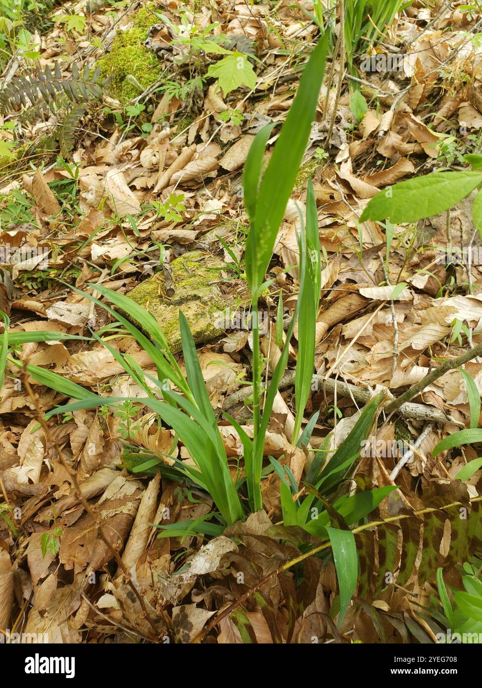 White Bear Sedge (Carex albursina Stock Photo - Alamy