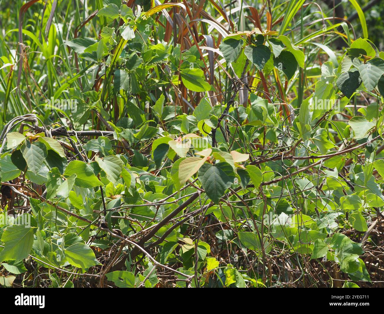 Mallotus (Mallotus japonicus Stock Photo - Alamy