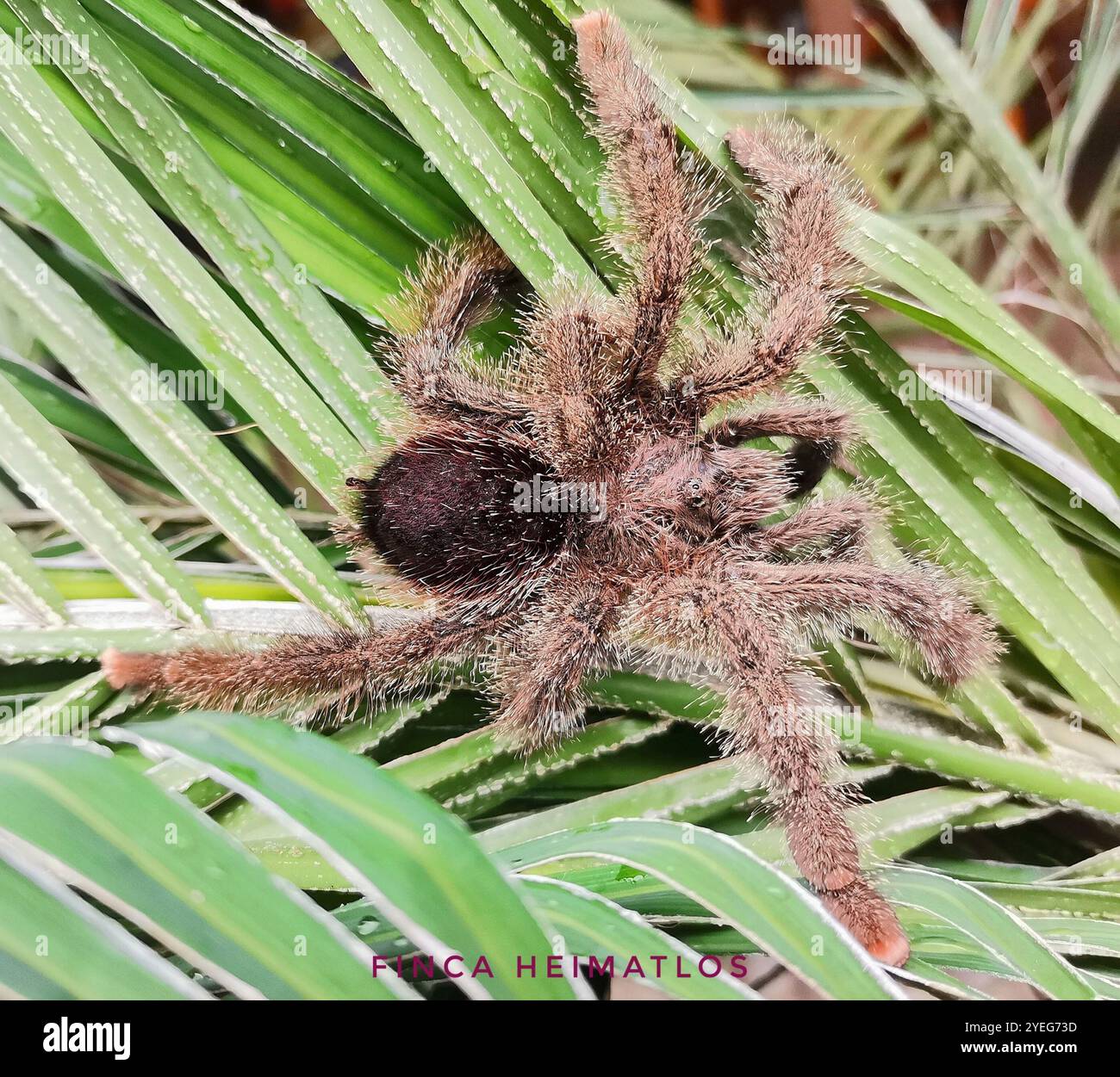 Juruensis hi-res stock photography and images - Alamy