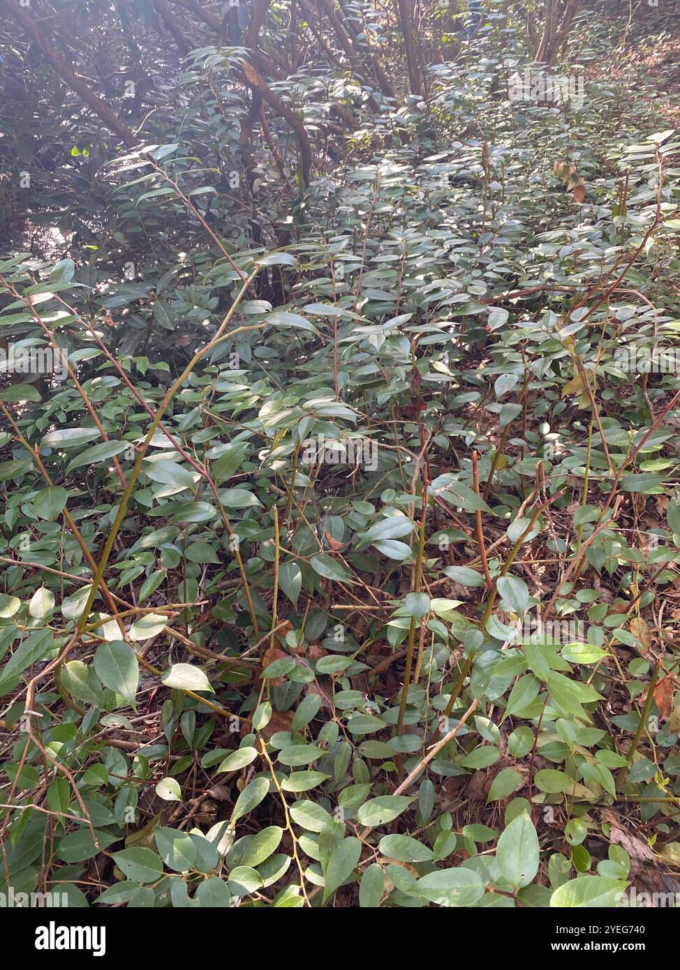 mountain doghobble (Leucothoe fontanesiana Stock Photo - Alamy