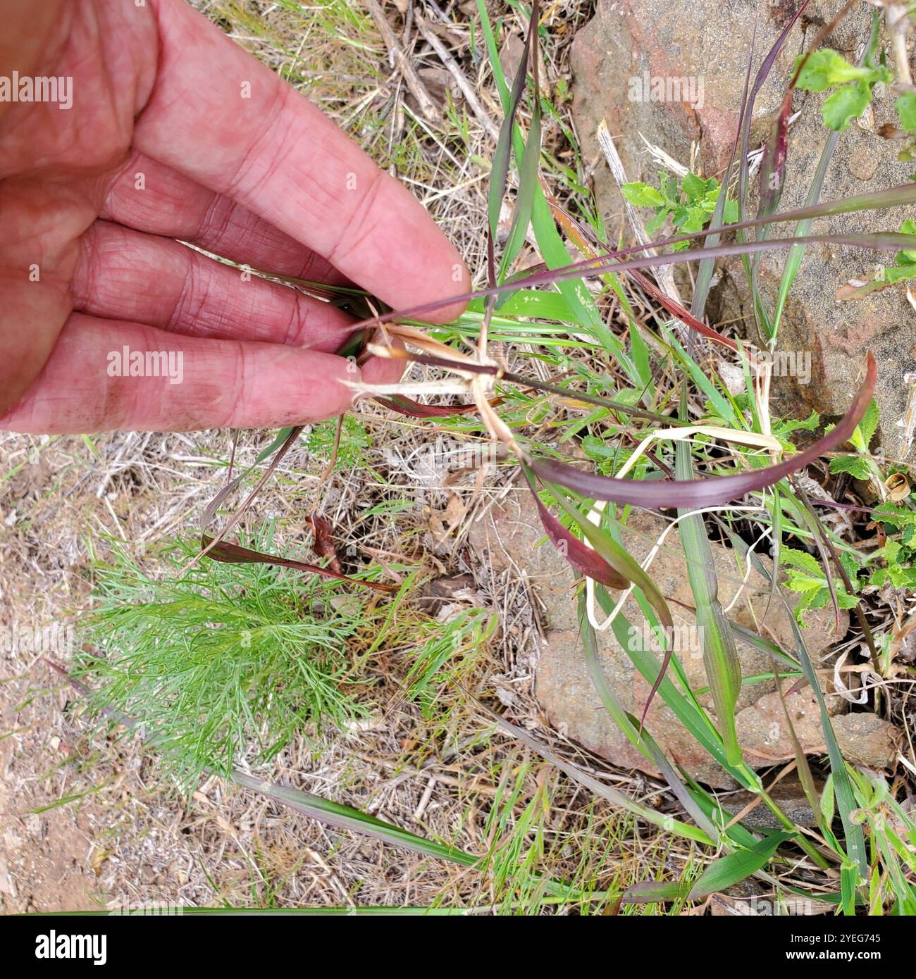 bristlegrasses, bluestems, paspalums, and allies (Panicoideae Stock ...