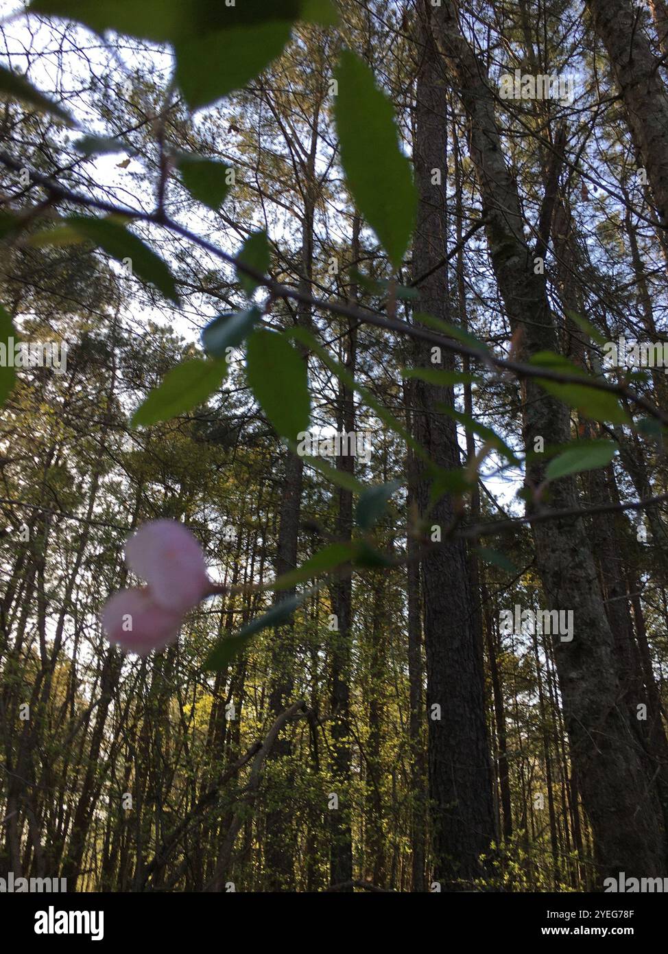 southern crabapple (Malus angustifolia Stock Photo - Alamy
