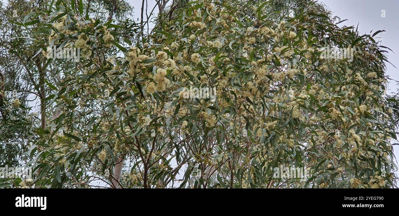 Lemon-scented gum (Corymbia citriodora Stock Photo - Alamy