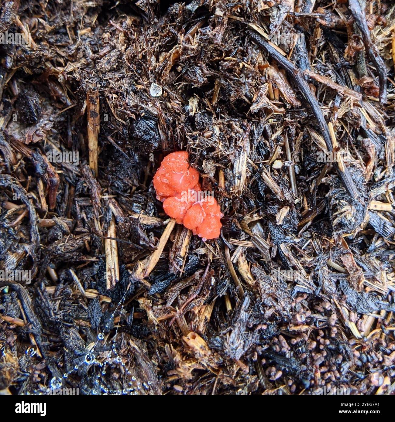 Red Raspberry Slime Mold (Tubifera ferruginosa Stock Photo - Alamy