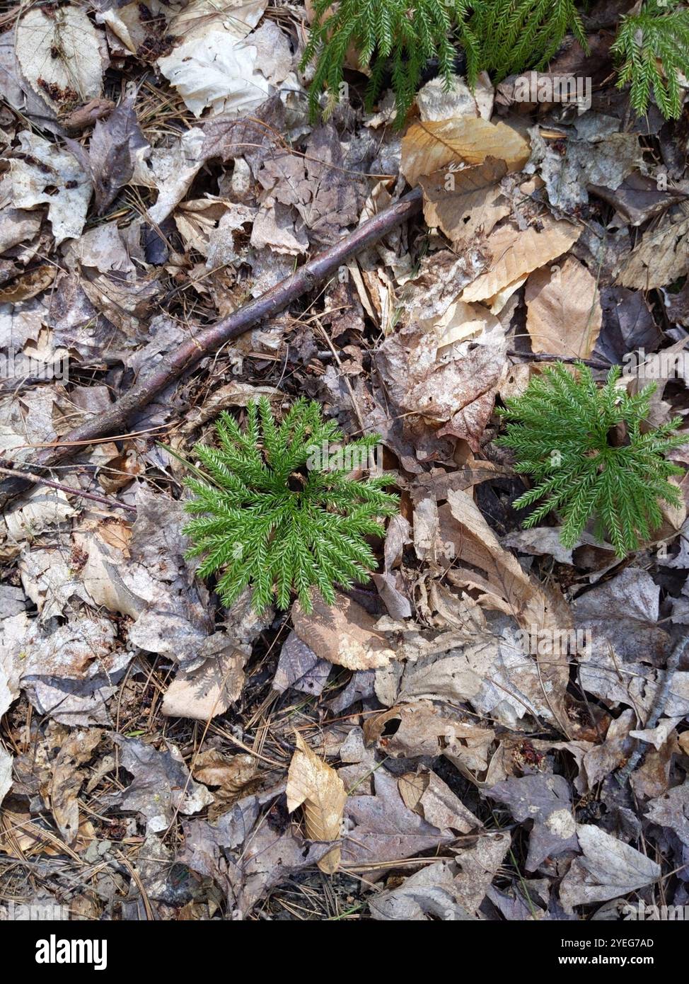 flat-branched tree-clubmoss (Dendrolycopodium obscurum Stock Photo - Alamy
