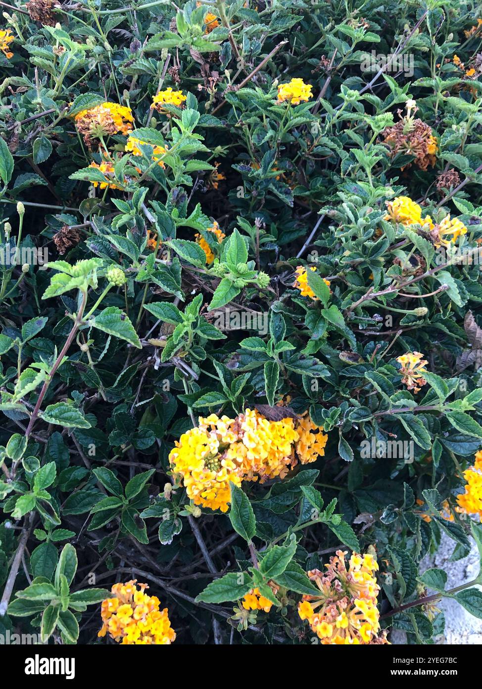Lantana urticoides hi-res stock photography and images - Alamy