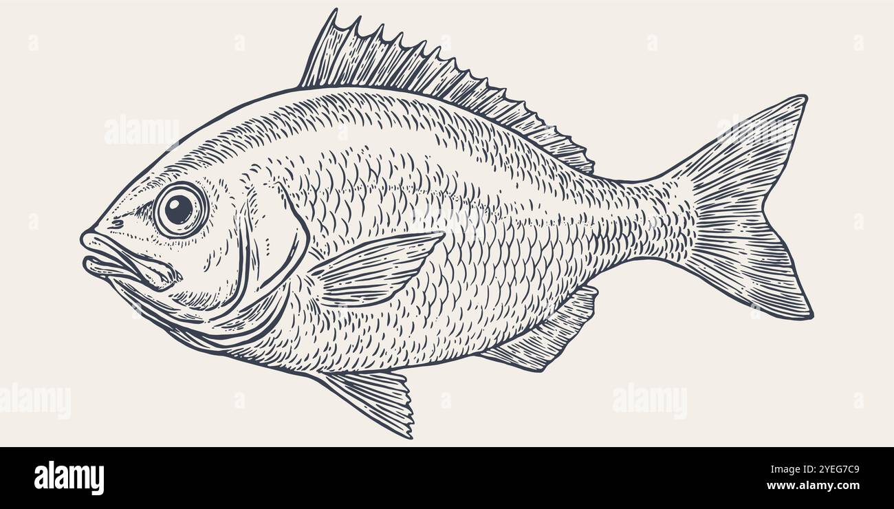 Gilt head bream fillet Stock Vector Images - Alamy