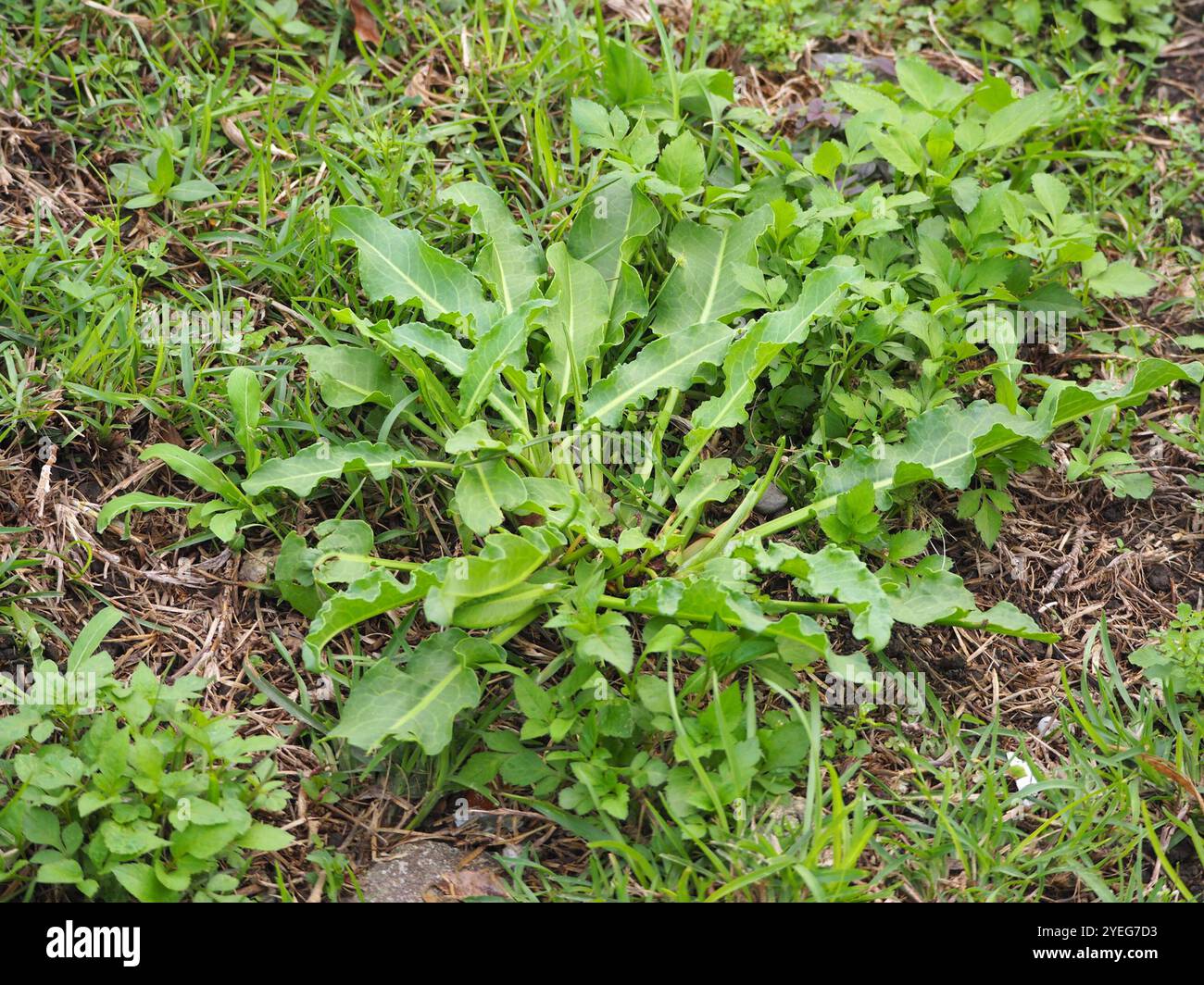Japanese Dock (Rumex japonicus Stock Photo - Alamy