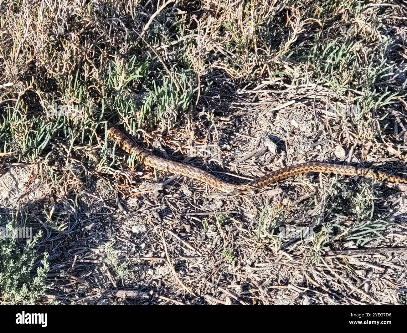Pacific Gopher Snake (Pituophis catenifer catenifer Stock Photo - Alamy
