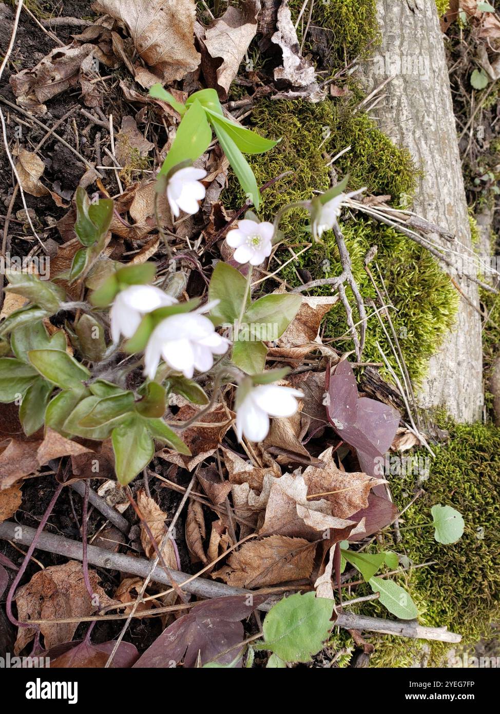 sharp-lobed hepatica (Hepatica acutiloba Stock Photo - Alamy