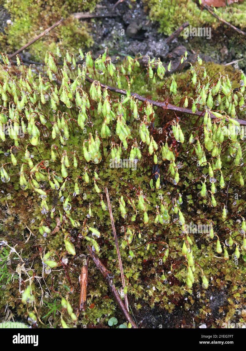 Capillary Thread-moss (Ptychostomum capillare Stock Photo - Alamy