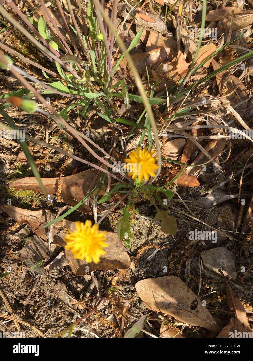 Virginia dwarfdandelion (Krigia virginica Stock Photo - Alamy