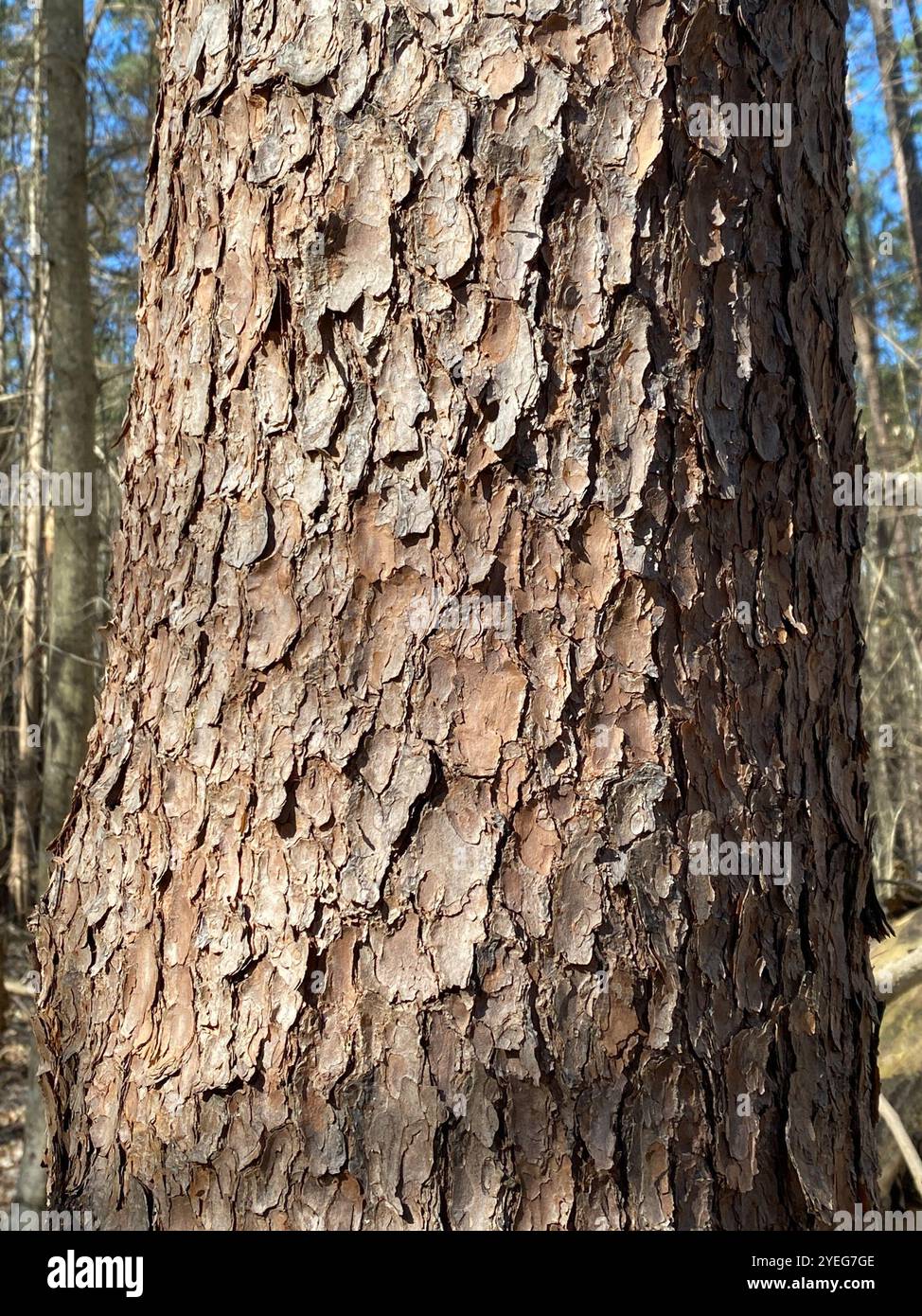 Virginia pine (Pinus virginiana Stock Photo - Alamy