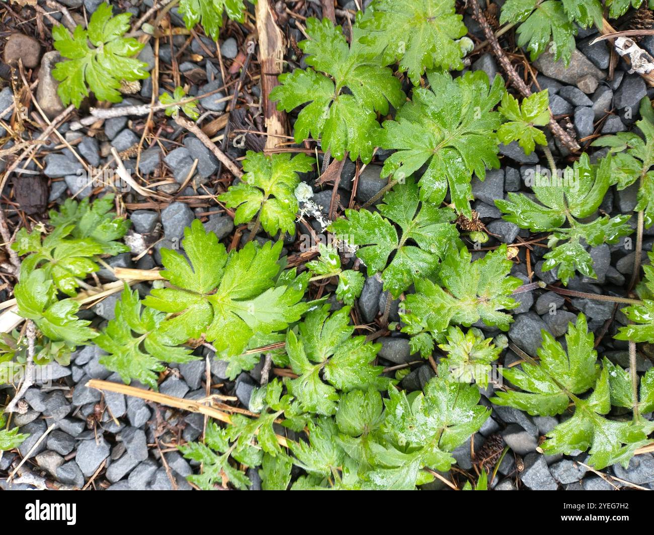 Hydrophyllum tenuipes hi-res stock photography and images - Alamy