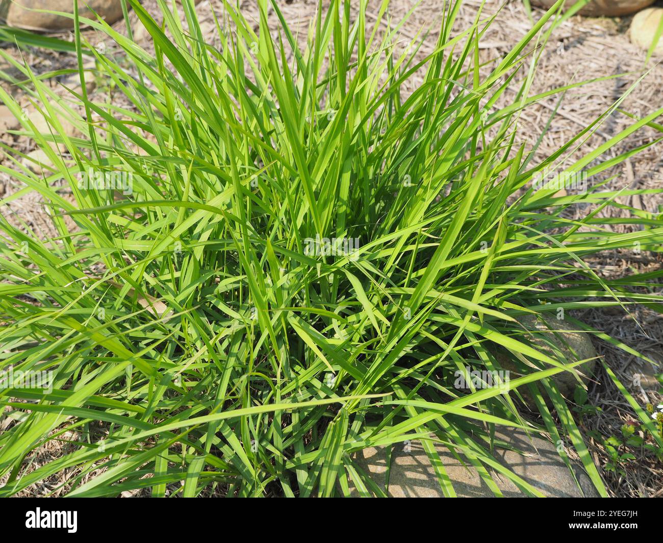 Megathyrsus maximus hi-res stock photography and images - Alamy
