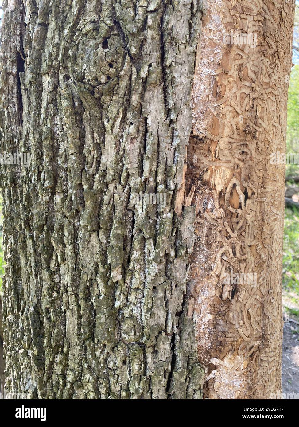 Emerald Ash Borer (Agrilus planipennis Stock Photo - Alamy