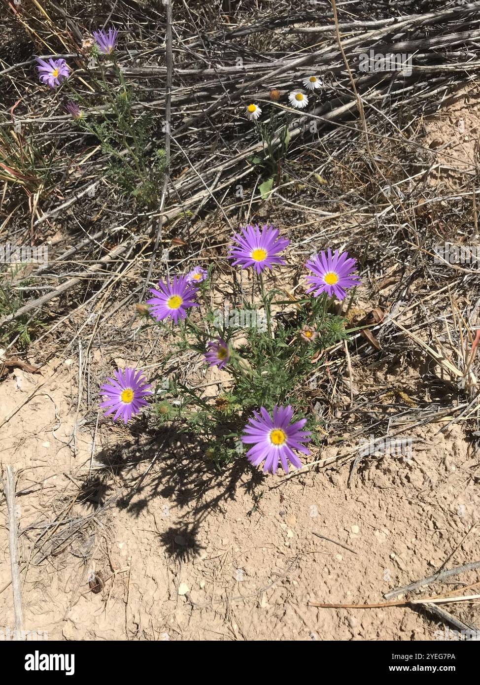 Tahoka daisy (Machaeranthera tanacetifolia Stock Photo - Alamy