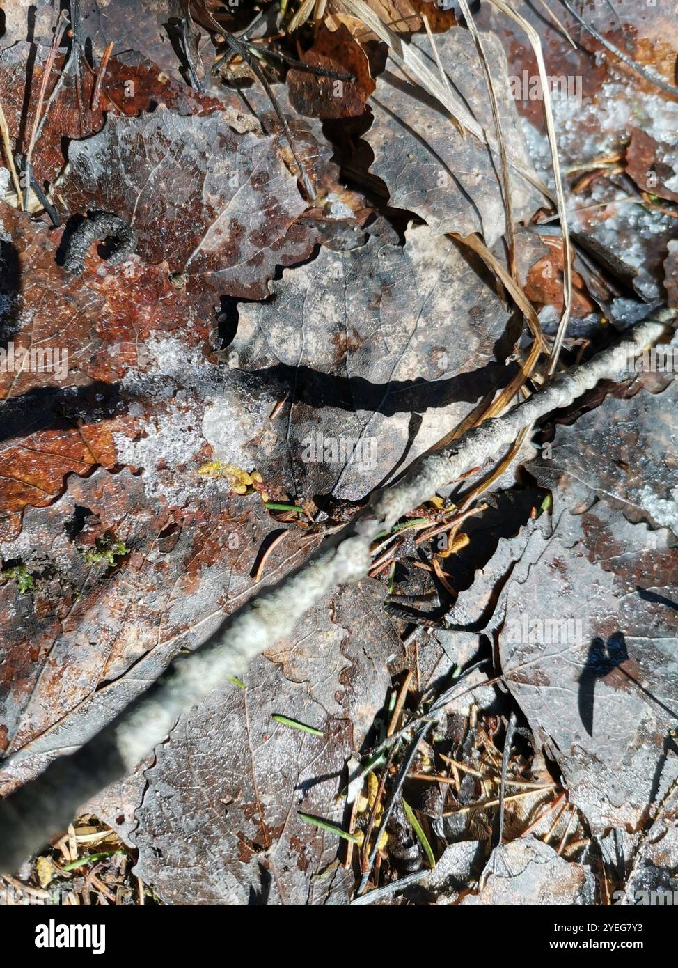 Siberian Flying Squirrel (Pteromys volans Stock Photo - Alamy