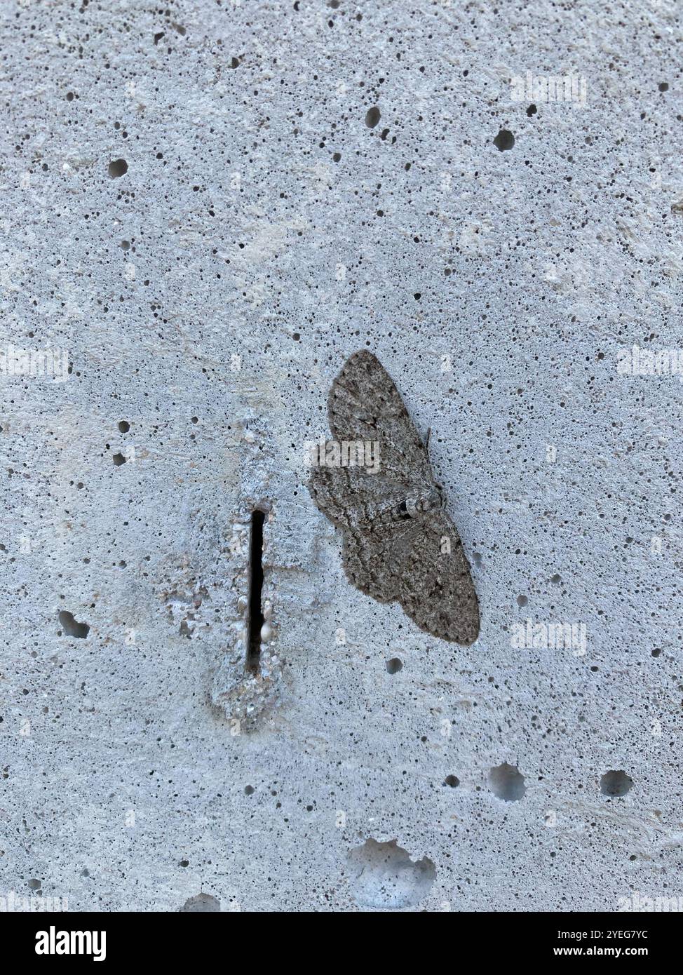 Small Engrailed (Ectropis crepuscularia Stock Photo - Alamy