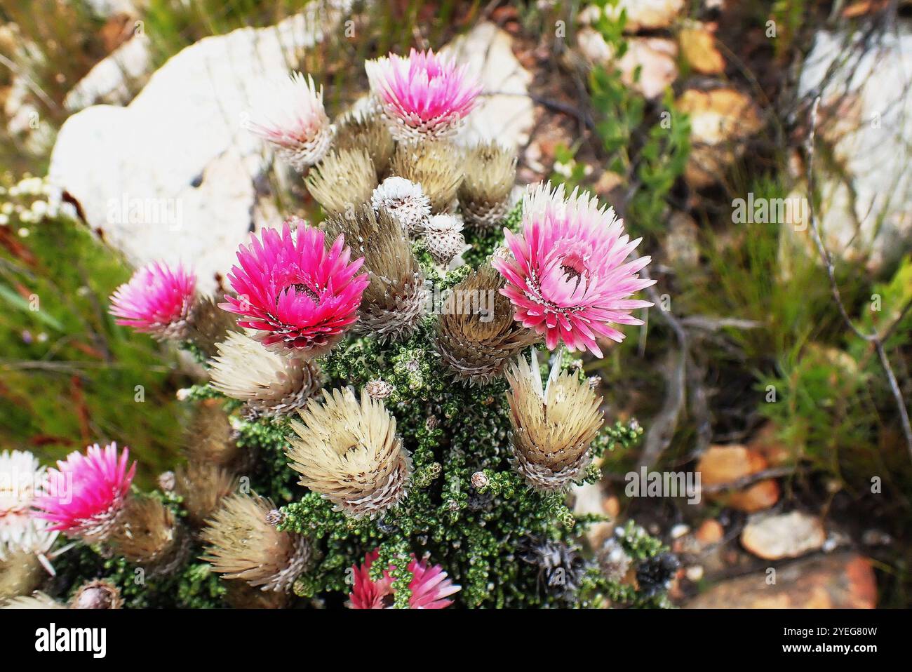 Cape everlasting (Phaenocoma prolifera Stock Photo - Alamy