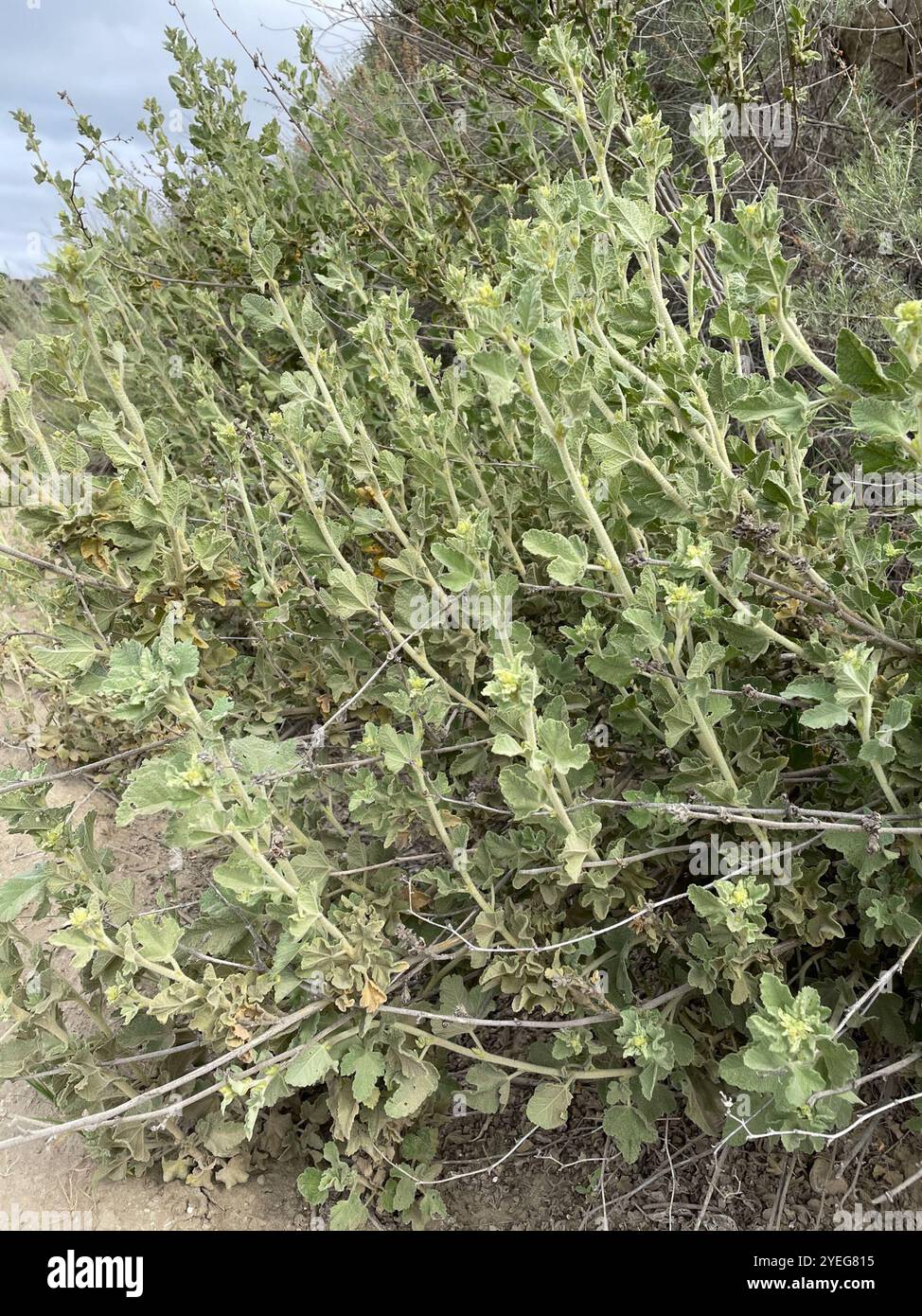 Indian Valley bushmallow (Malacothamnus aboriginum Stock Photo - Alamy