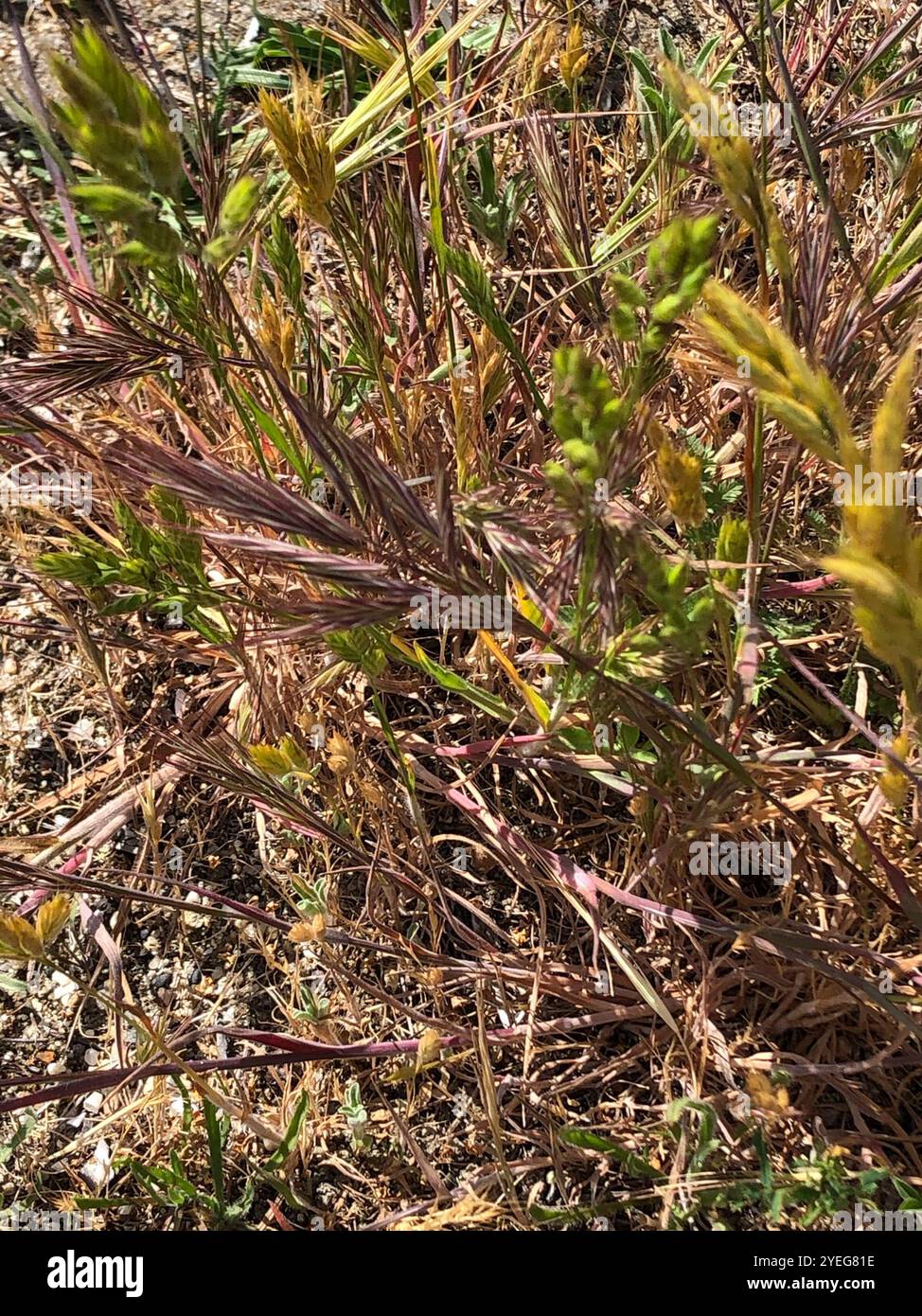 Red brome bromus rubens hi-res stock photography and images - Alamy
