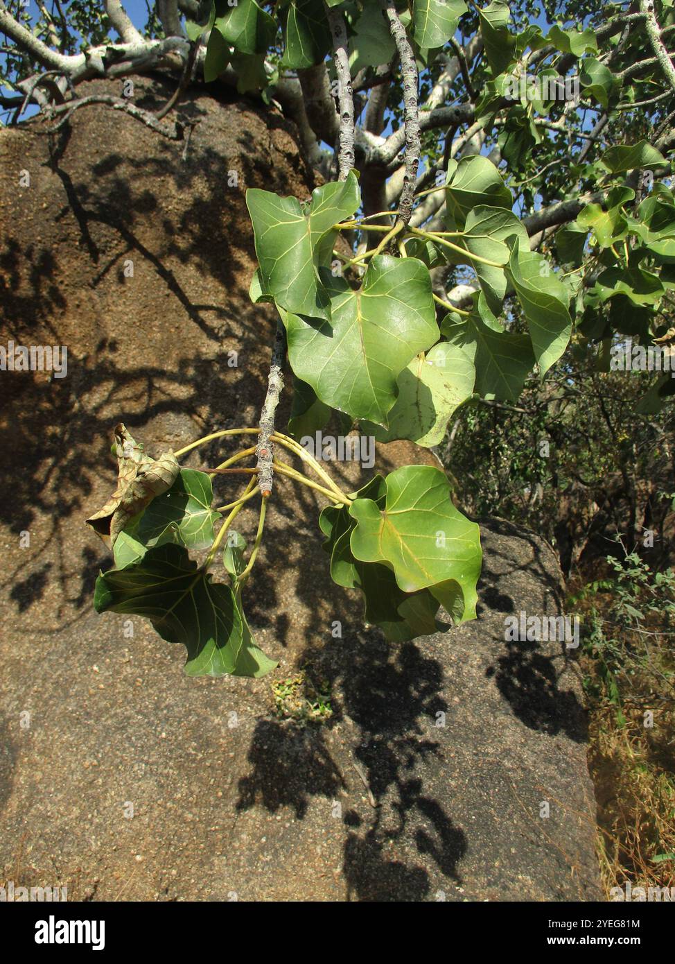 Large-leaved rock fig (Ficus abutilifolia Stock Photo - Alamy